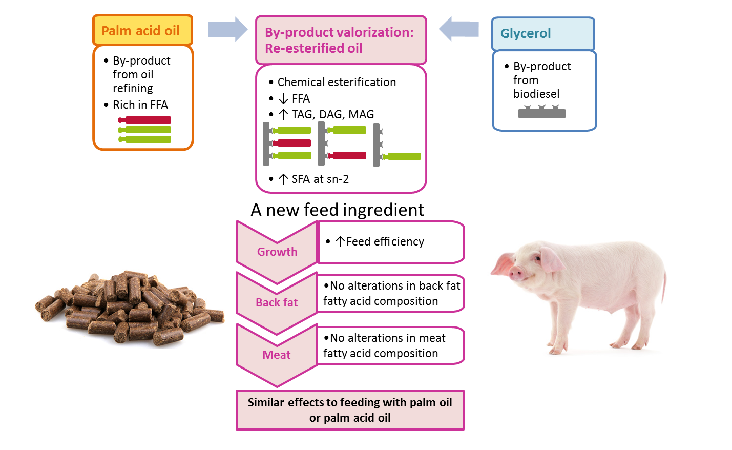 Re-esterified oils as new feed ingredients for pigs | LiBiFOOD blog